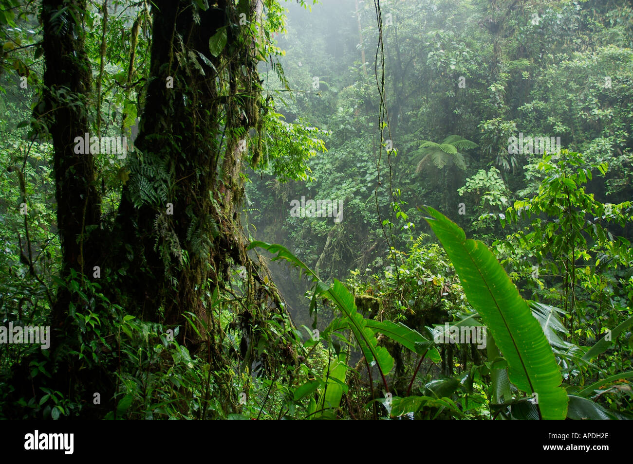 Costa rica rainforest biome Banque de photographies et d’images à haute ...