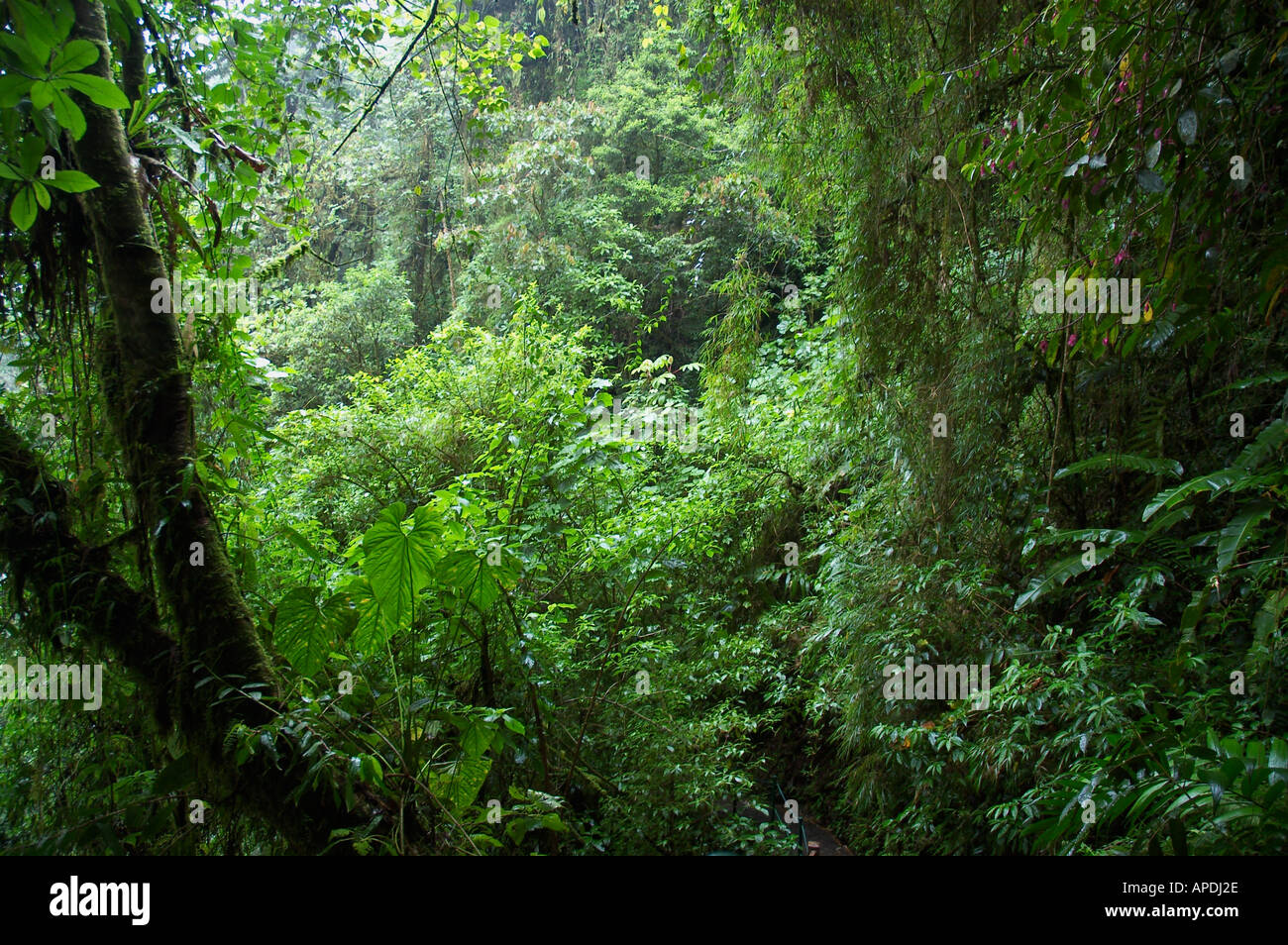 Costa rica rainforest biome Banque de photographies et d’images à haute ...