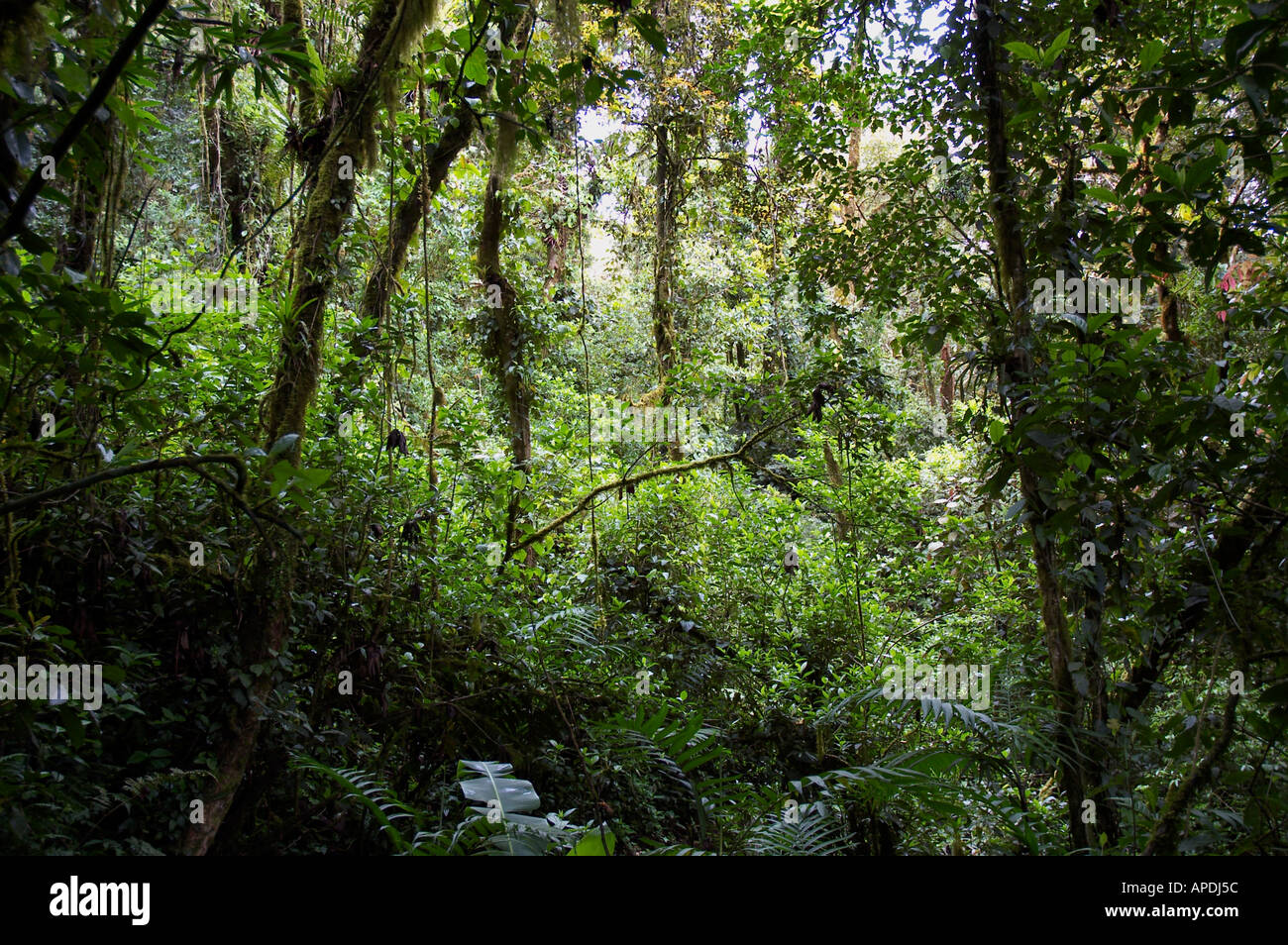 Costa rica rainforest biome Banque de photographies et d’images à haute ...