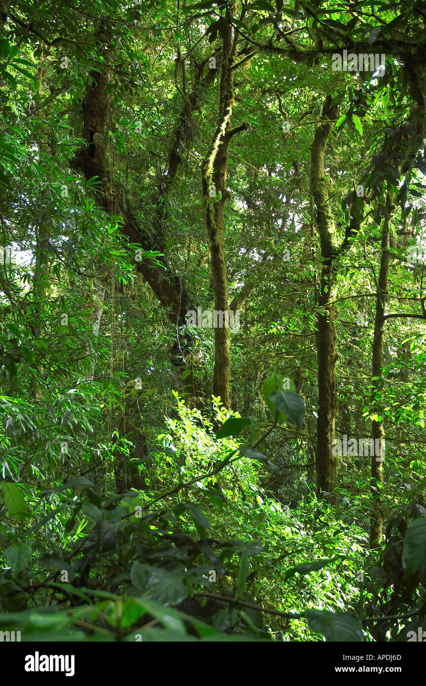 Costa rica rainforest biome Banque de photographies et d’images à haute ...