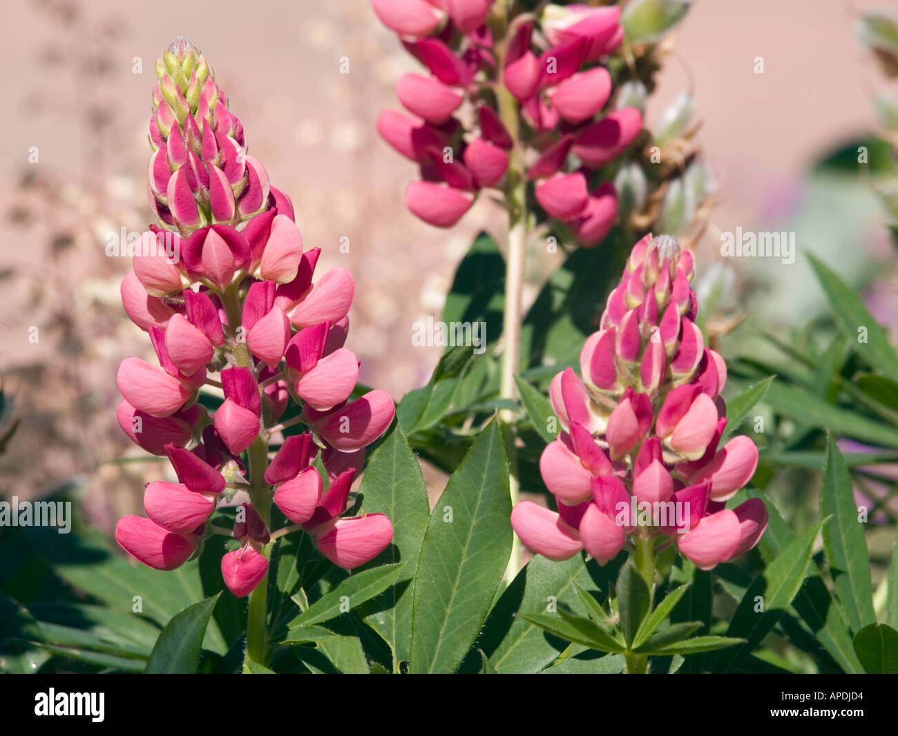 Lupinus spp Banque de photographies et d’images à haute résolution - Alamy