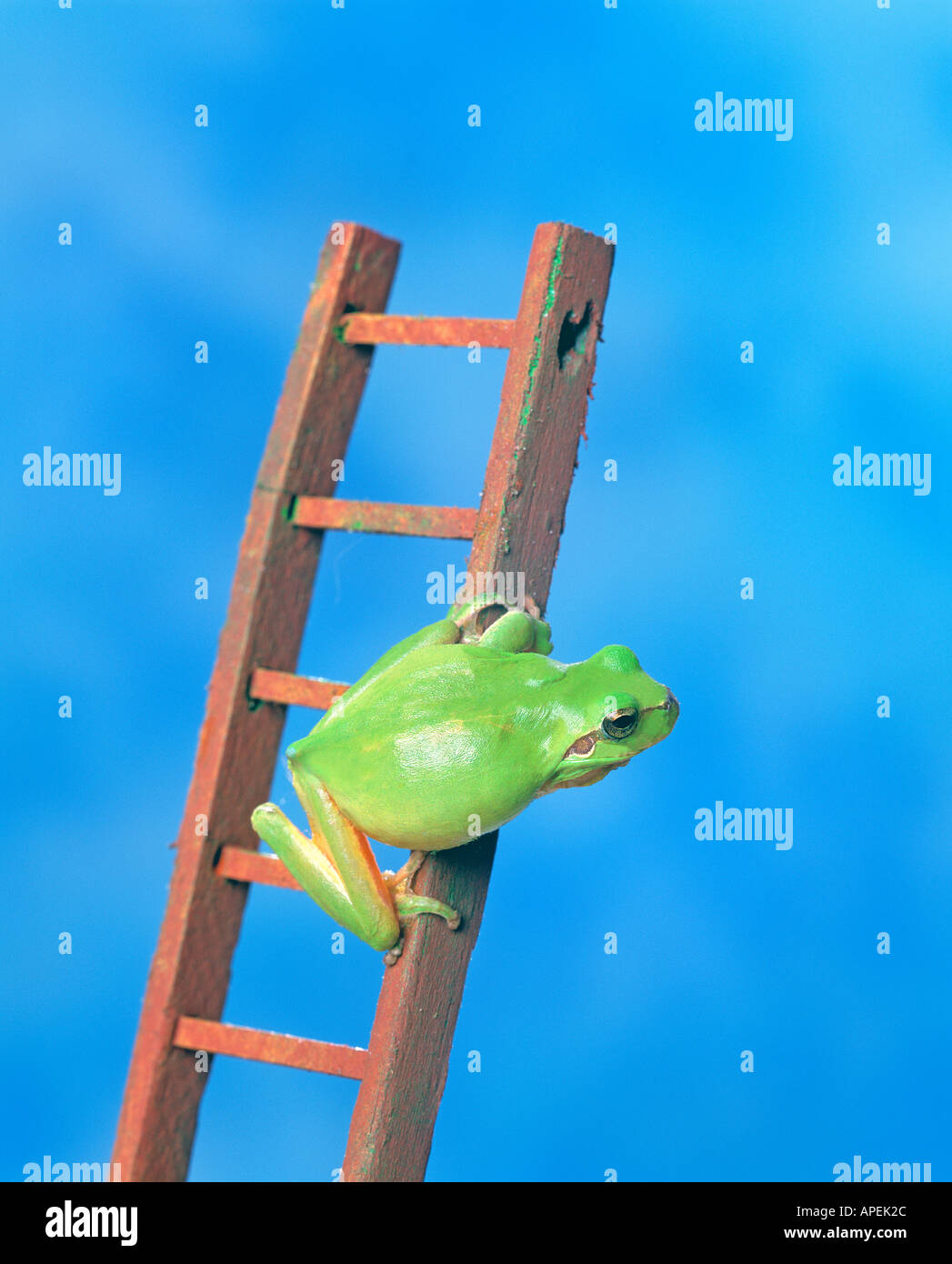 Frog ladder Banque de photographies et d’images à haute résolution - Alamy