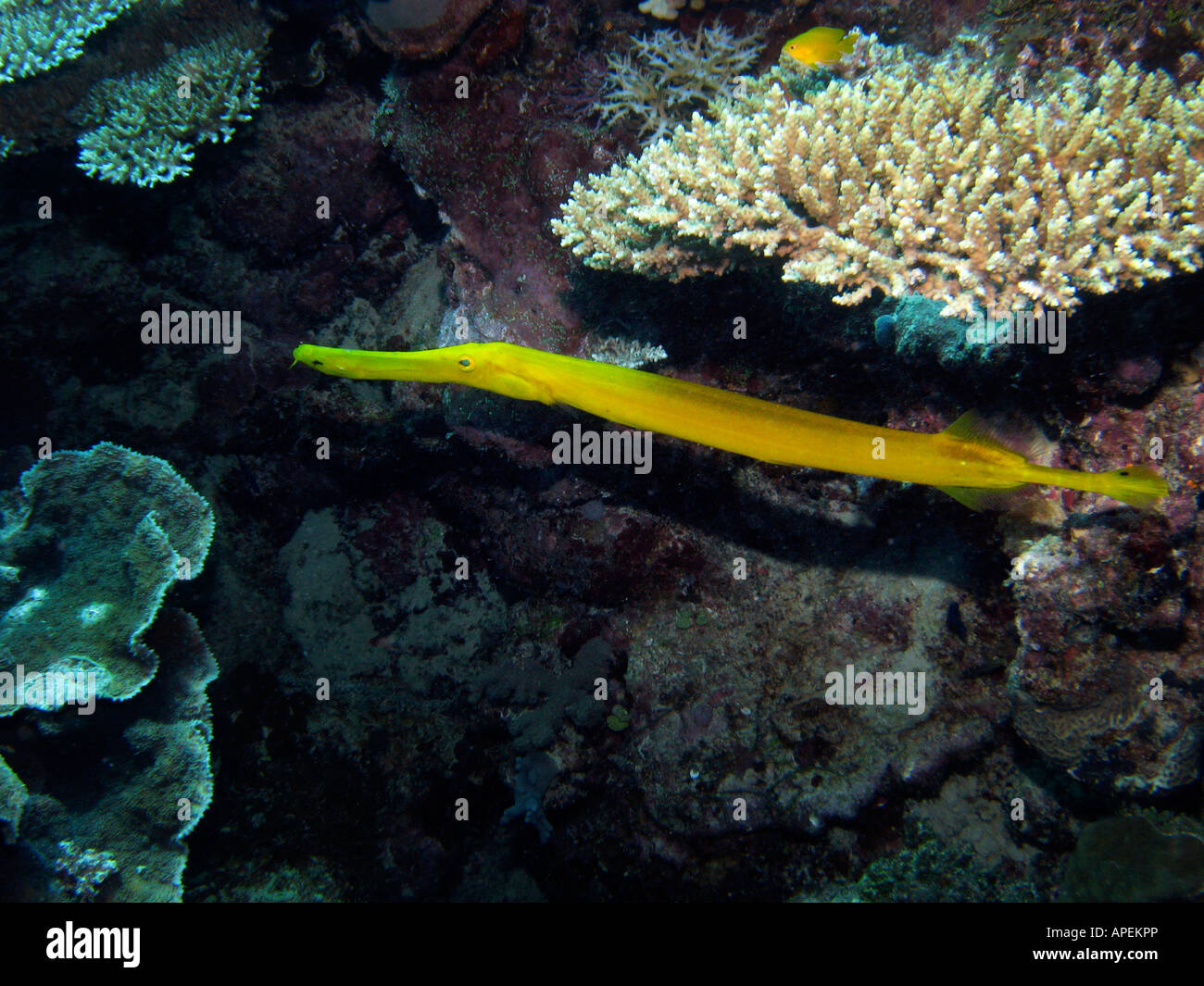 Trumpet fish Banque de photographies et d’images à haute résolution - Alamy