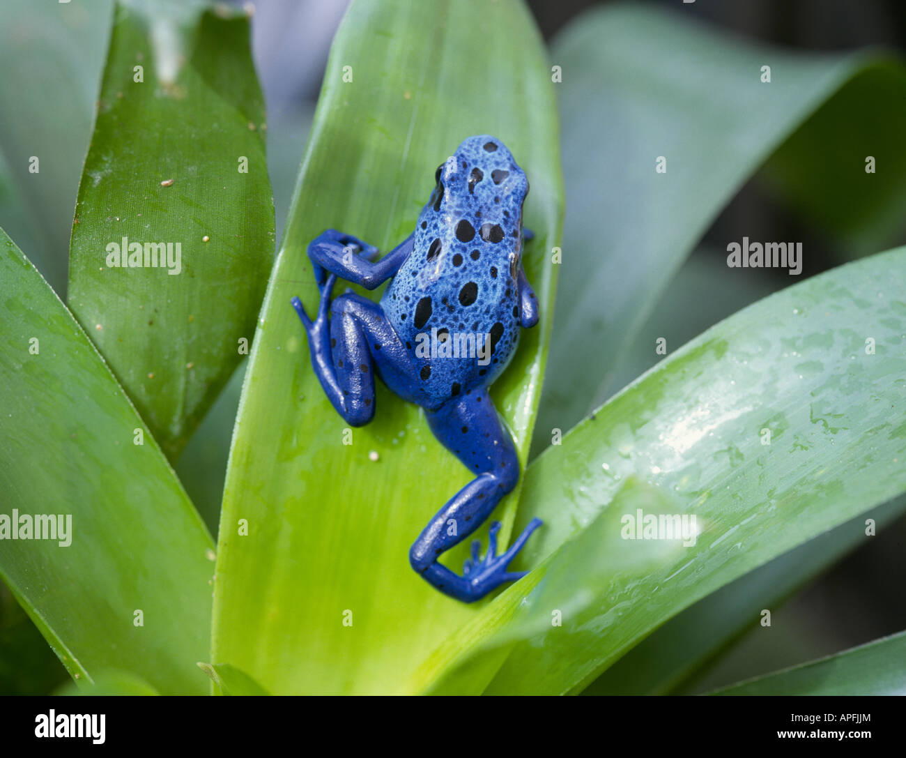 Vue d'un Sky Blue poison dart frog, originaire de Costa Rica Panama et ...