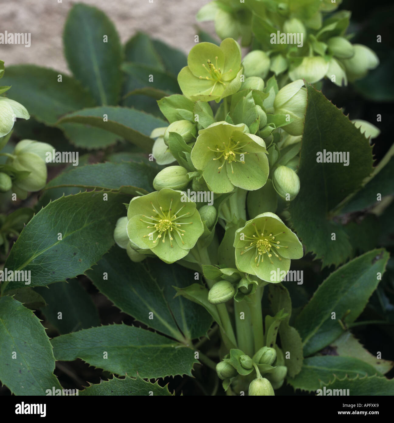 Helleborus x sternii Banque de photographies et d’images à haute ...