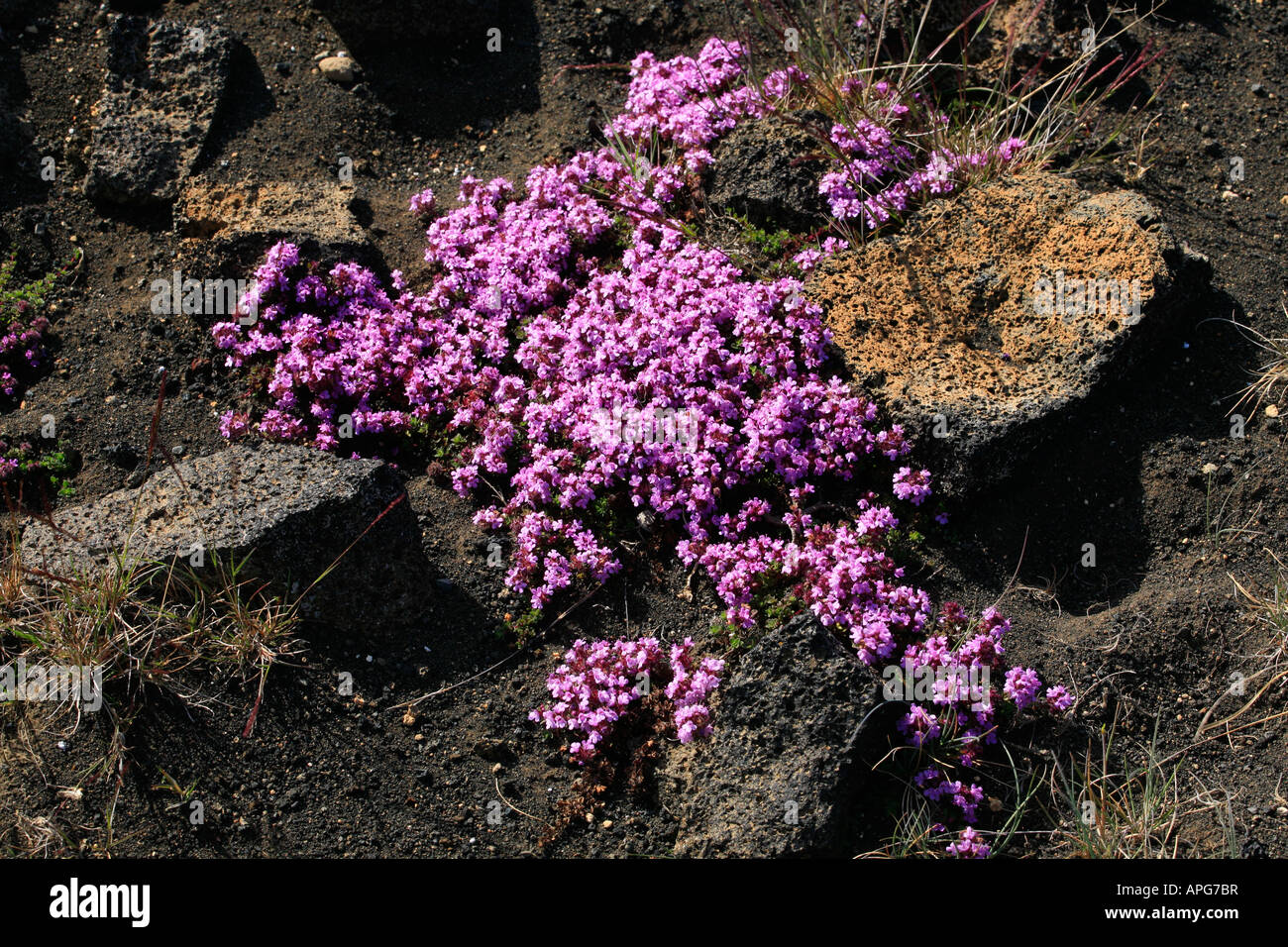 Moss campion silene acaulis blooming Banque de photographies et d ...