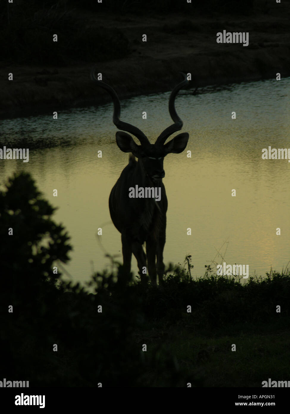 Silhouette de koudou Banque de photographies et d’images à haute ...