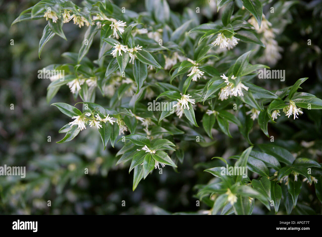 Sweet box sarcococca Banque de photographies et d’images à haute ...