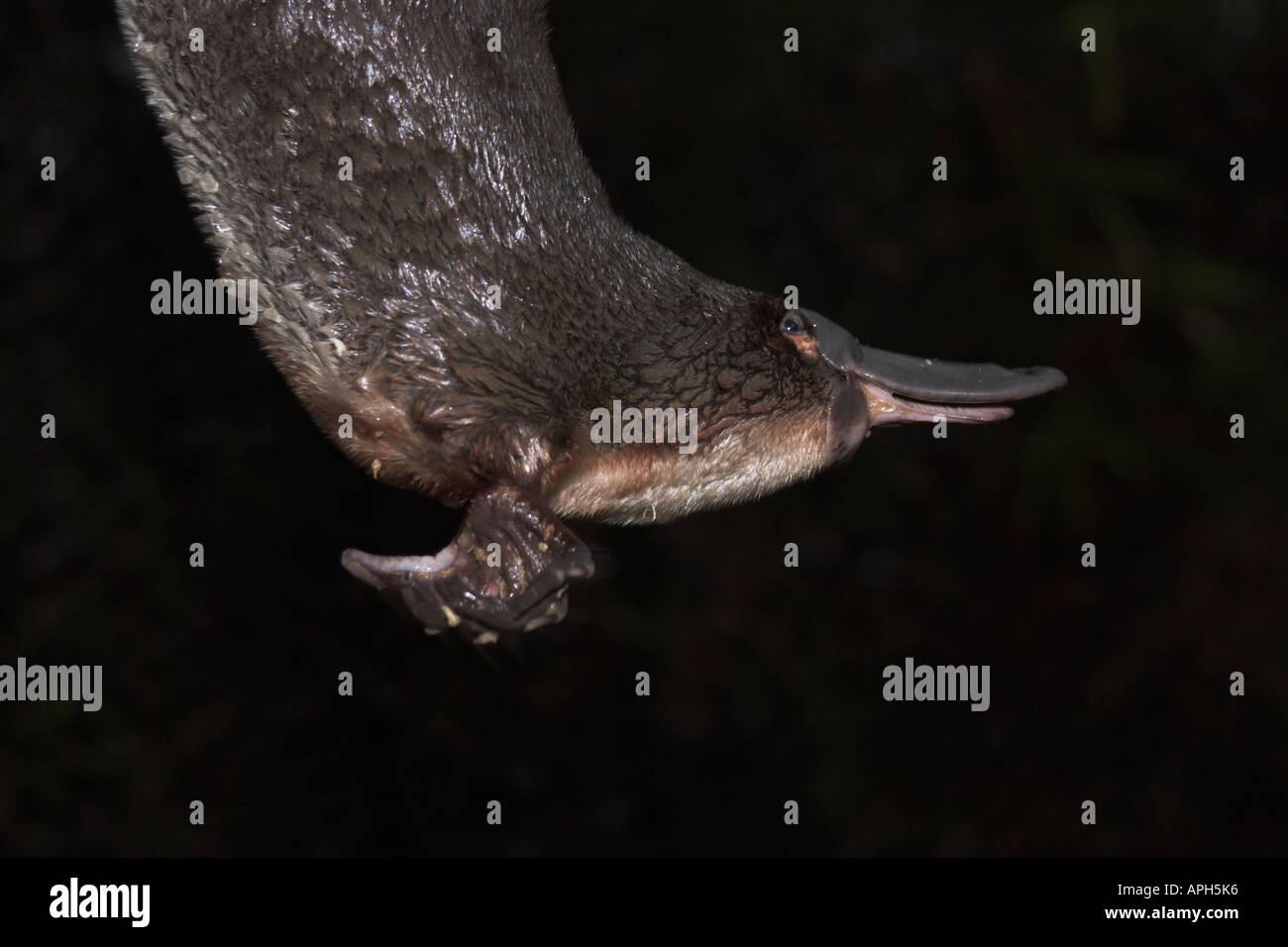 Ornithorhynchus anatinus ornithorynque Banque de photographies et d ...