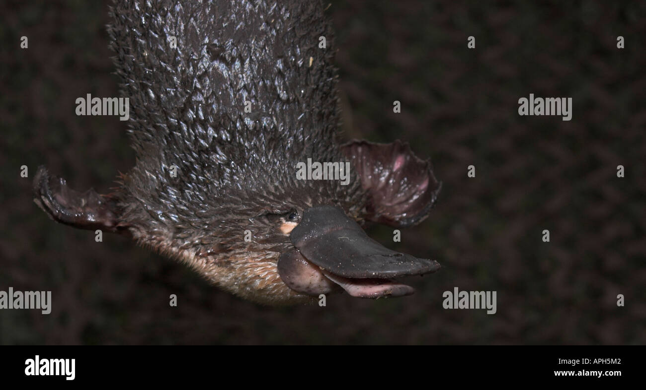 Ornithorhynchus anatinus ornithorynque Banque de photographies et d ...