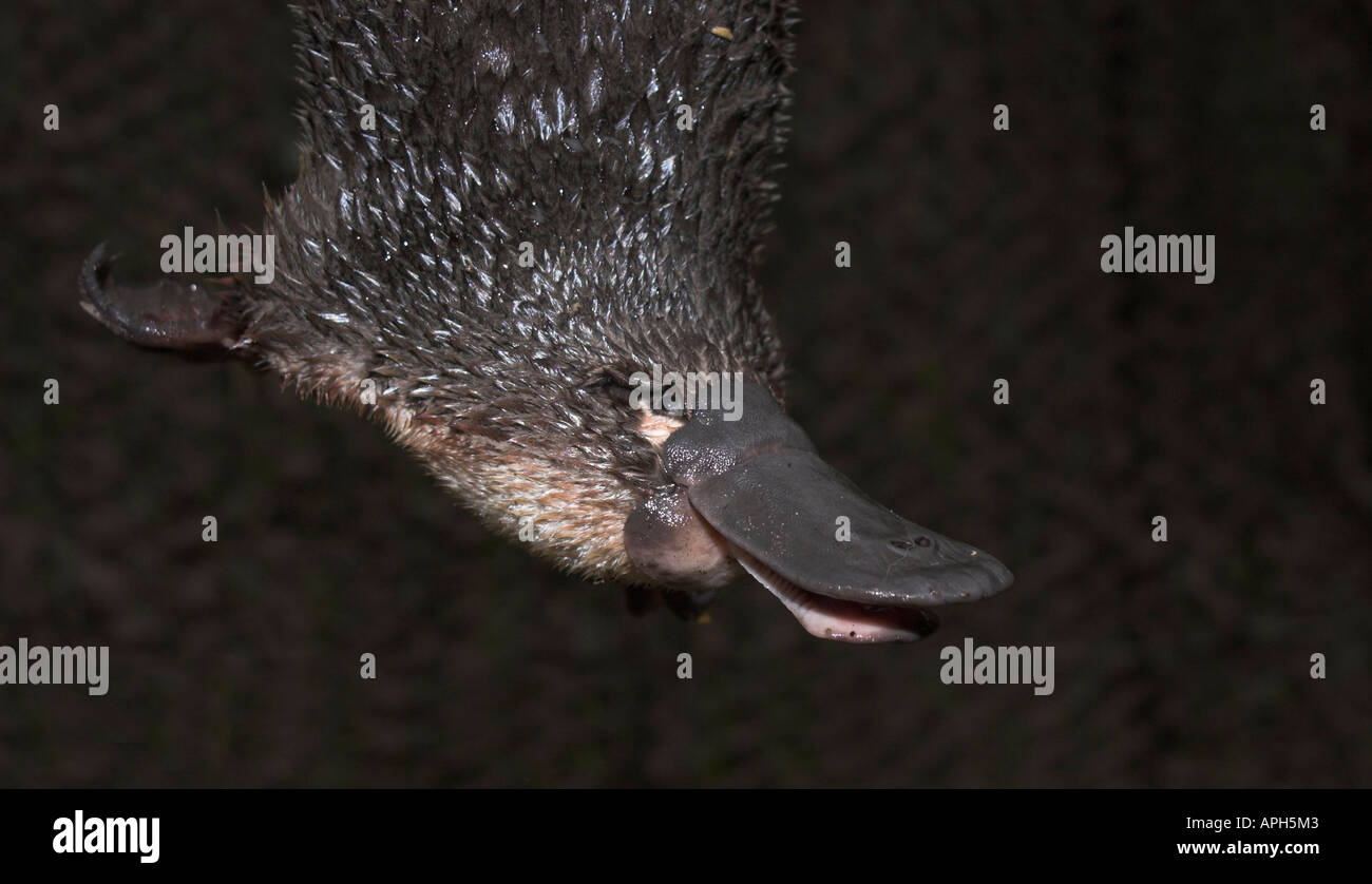 Ornithorhynchus anatinus Banque de photographies et d’images à haute ...