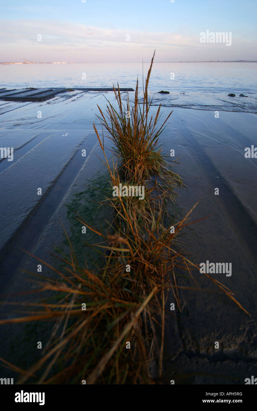 L'herbe pousse de l'eau entre les lacunes dans le béton le long de la ...