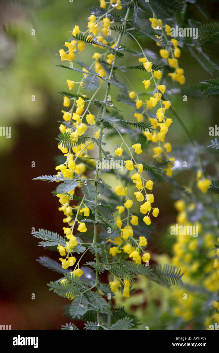 Acacia australia Banque de photographies et d’images à haute résolution ...