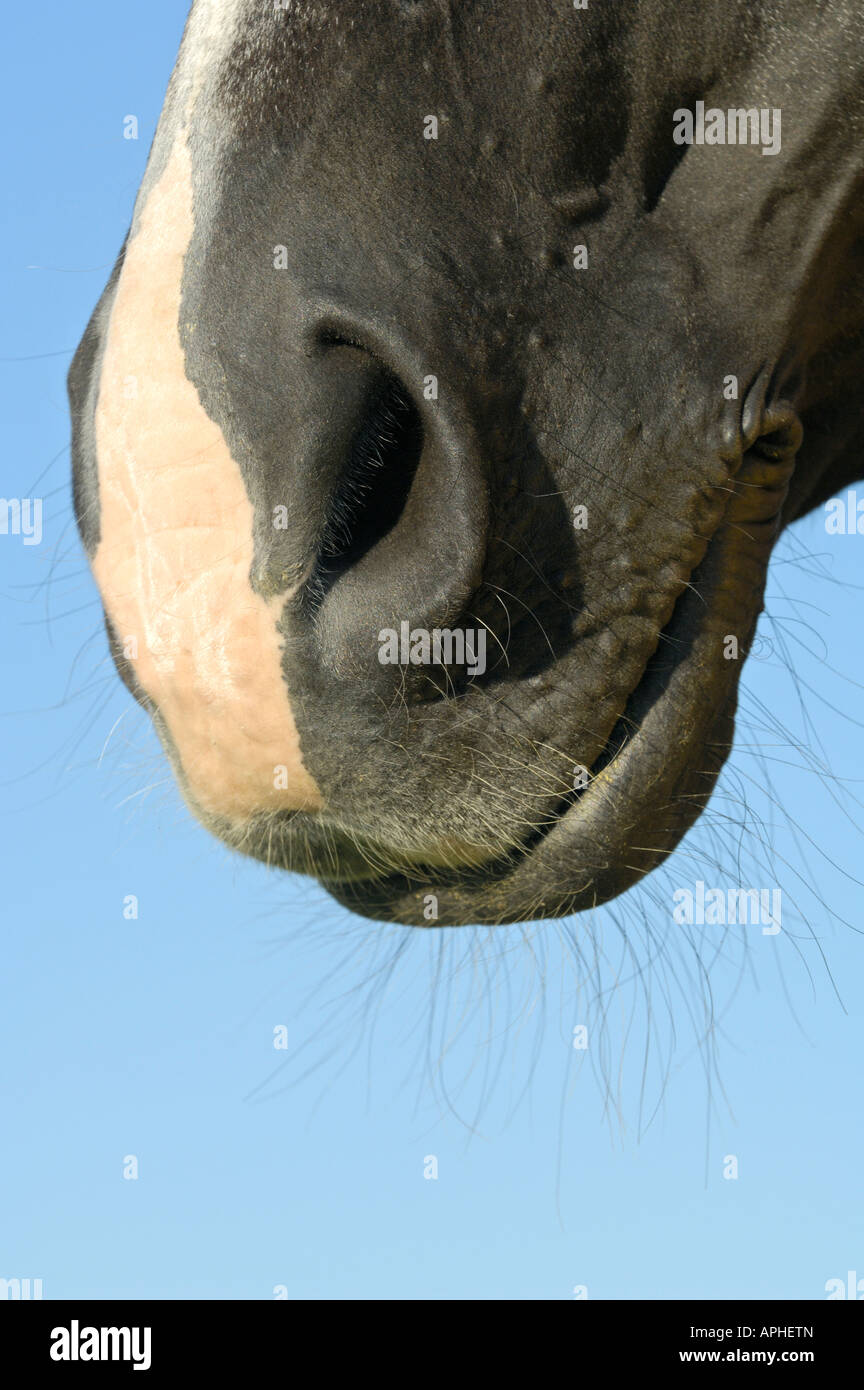 Cheval bouche Banque de photographies et d’images à haute résolution ...