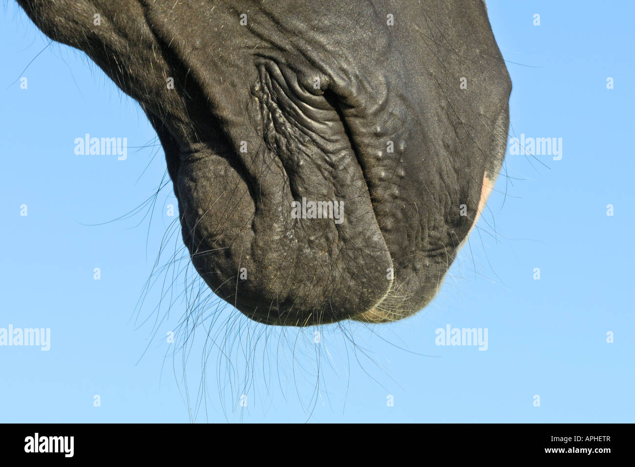 Cheval bouche Banque de photographies et d’images à haute résolution ...