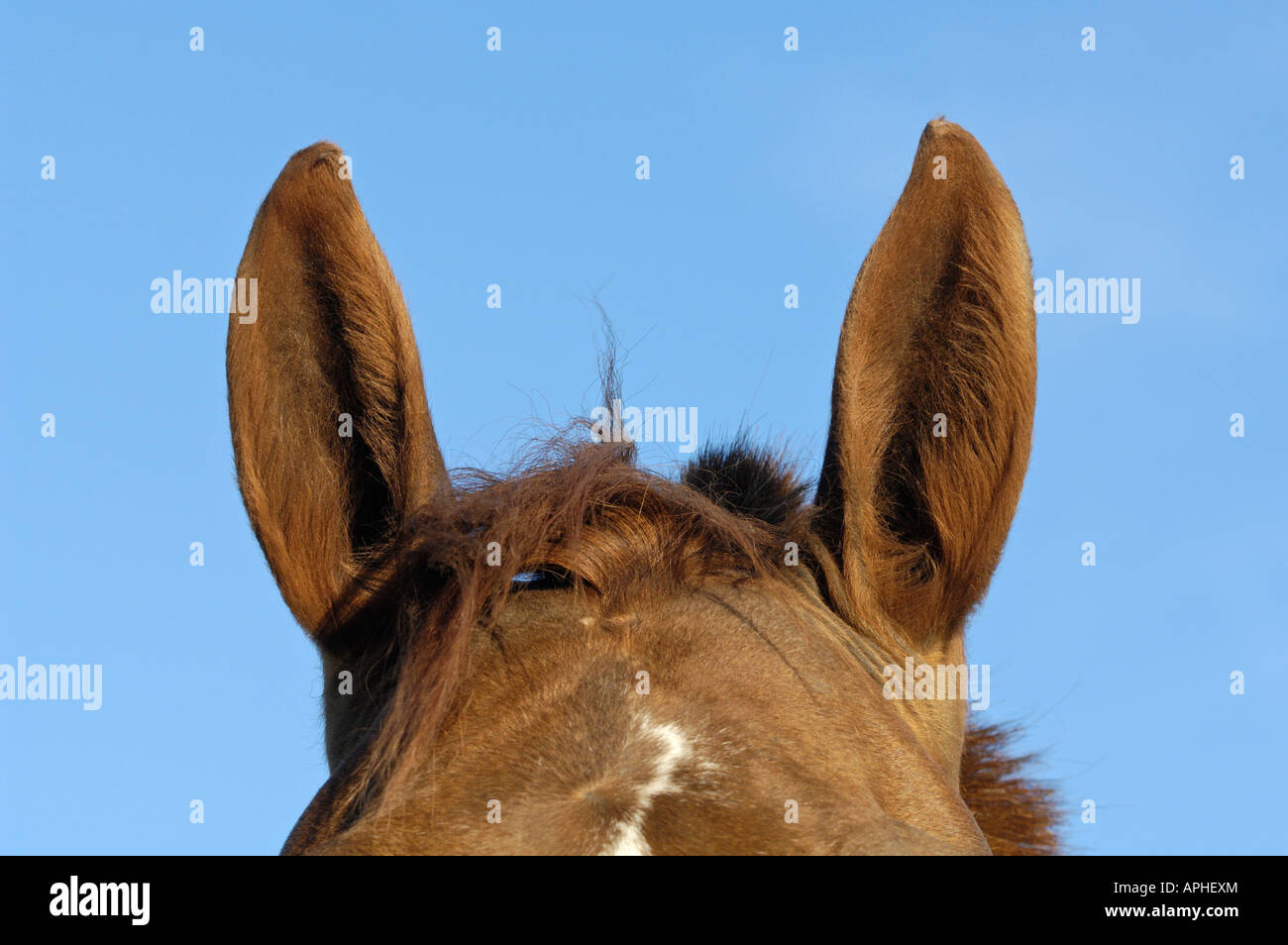 Cheval attentif Banque de photographies et d’images à haute résolution ...