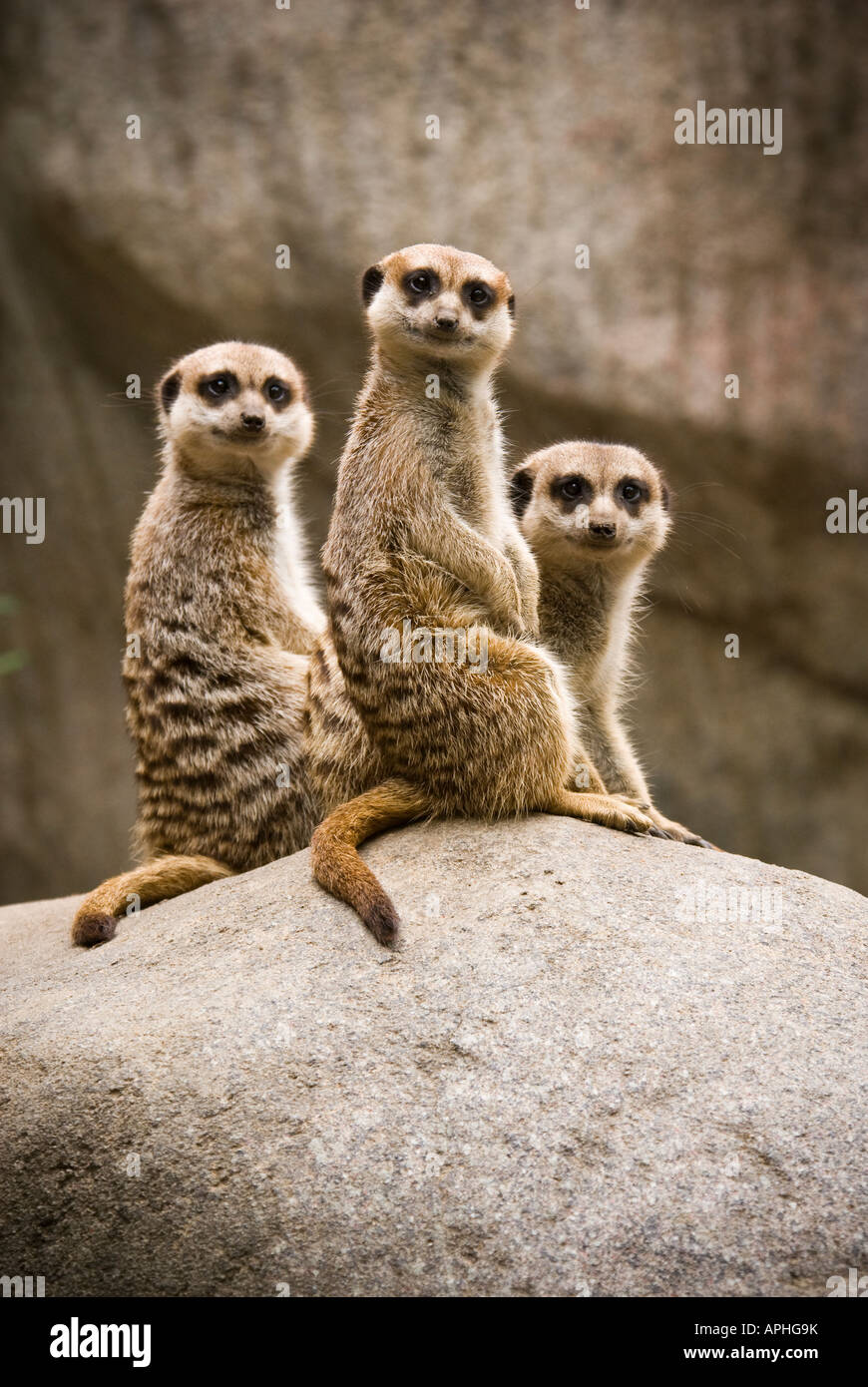 Trois suricates Banque de photographies et d’images à haute résolution ...