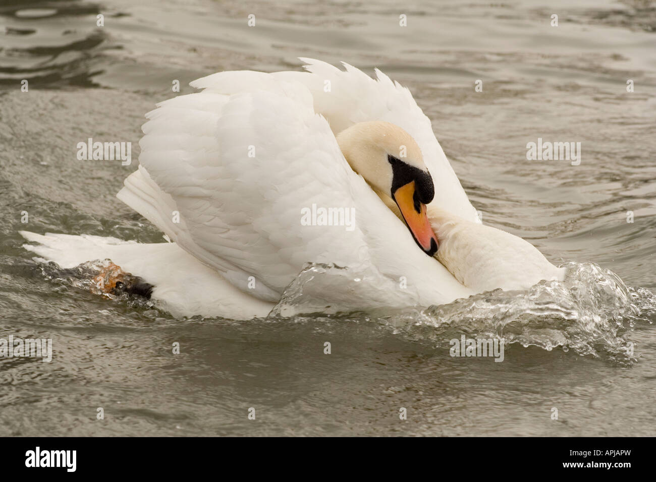 Mâle cygne muet en colère Banque de photographies et d’images à haute résolution - Alamy