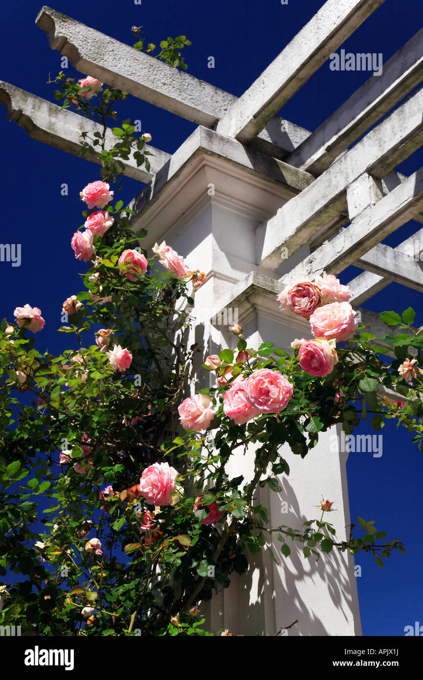 "Rosedal" de Palerme : Rose rose de jardin plantes grimpantes plantes ...
