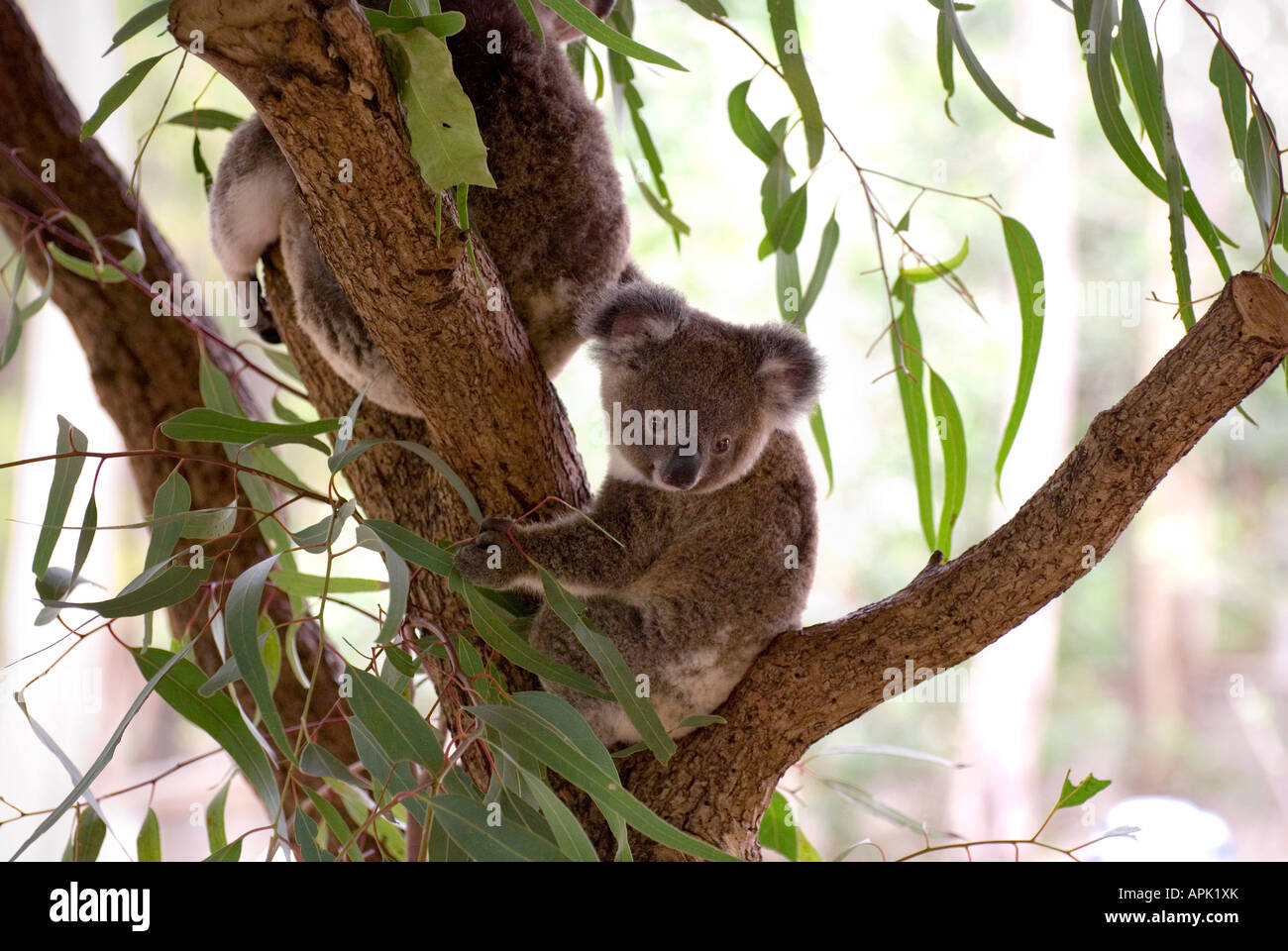 Baby koala Banque de photographies et d’images à haute résolution - Alamy