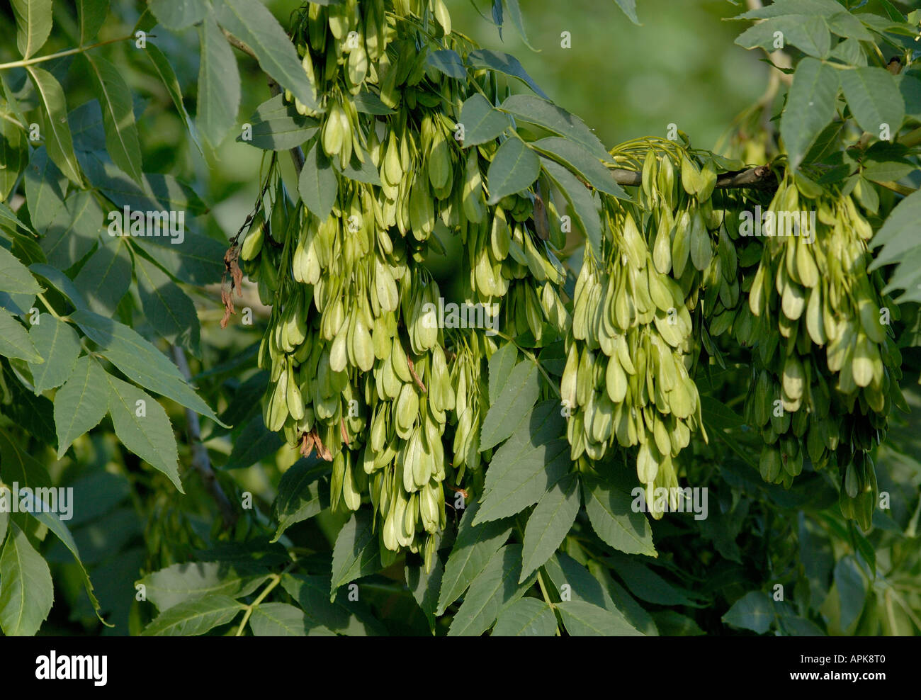 Fruits Fraxinus Excelsior Banque d'image et photos - Alamy