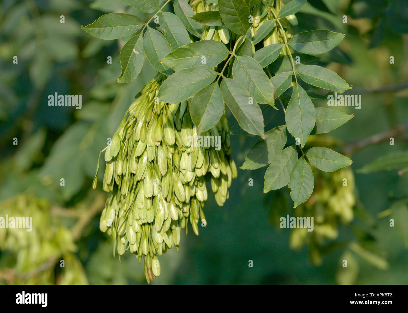 Fruits Fraxinus Excelsior Banque d'image et photos - Alamy