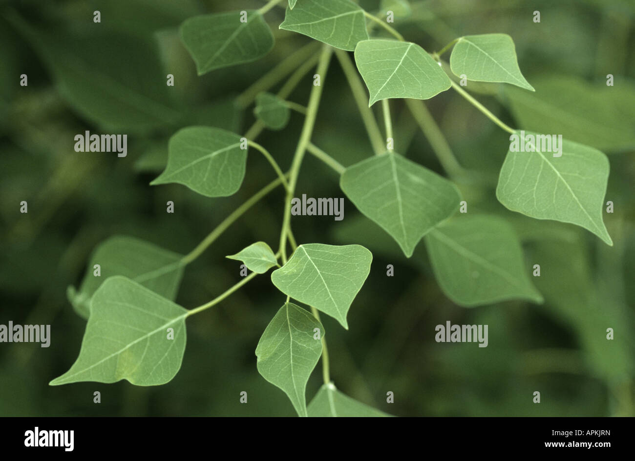 Tallowtree chinois Banque de photographies et d’images à haute ...