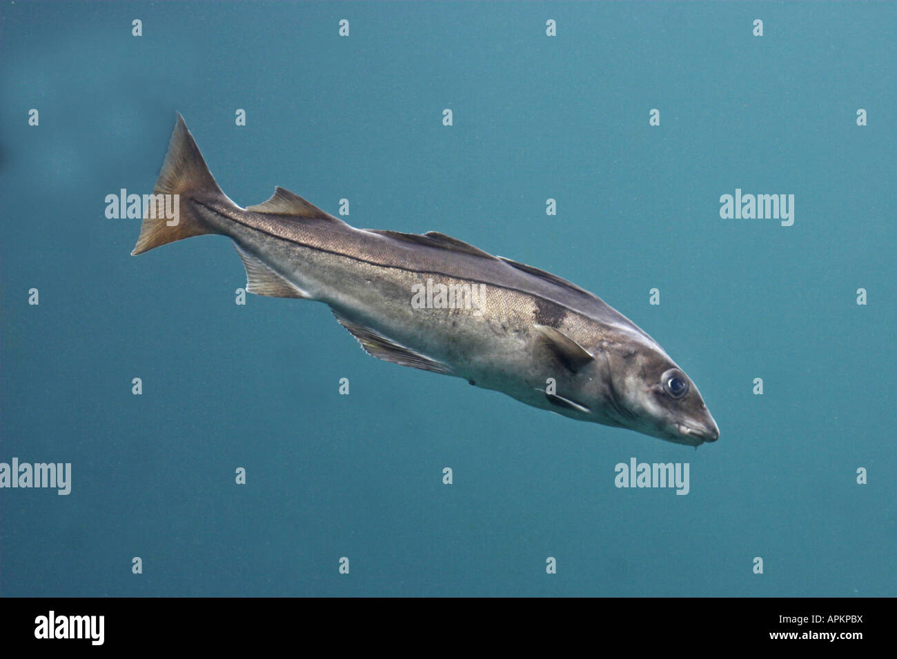 Aiglefin melanogrammus aeglefinus poisson Banque de photographies et d ...