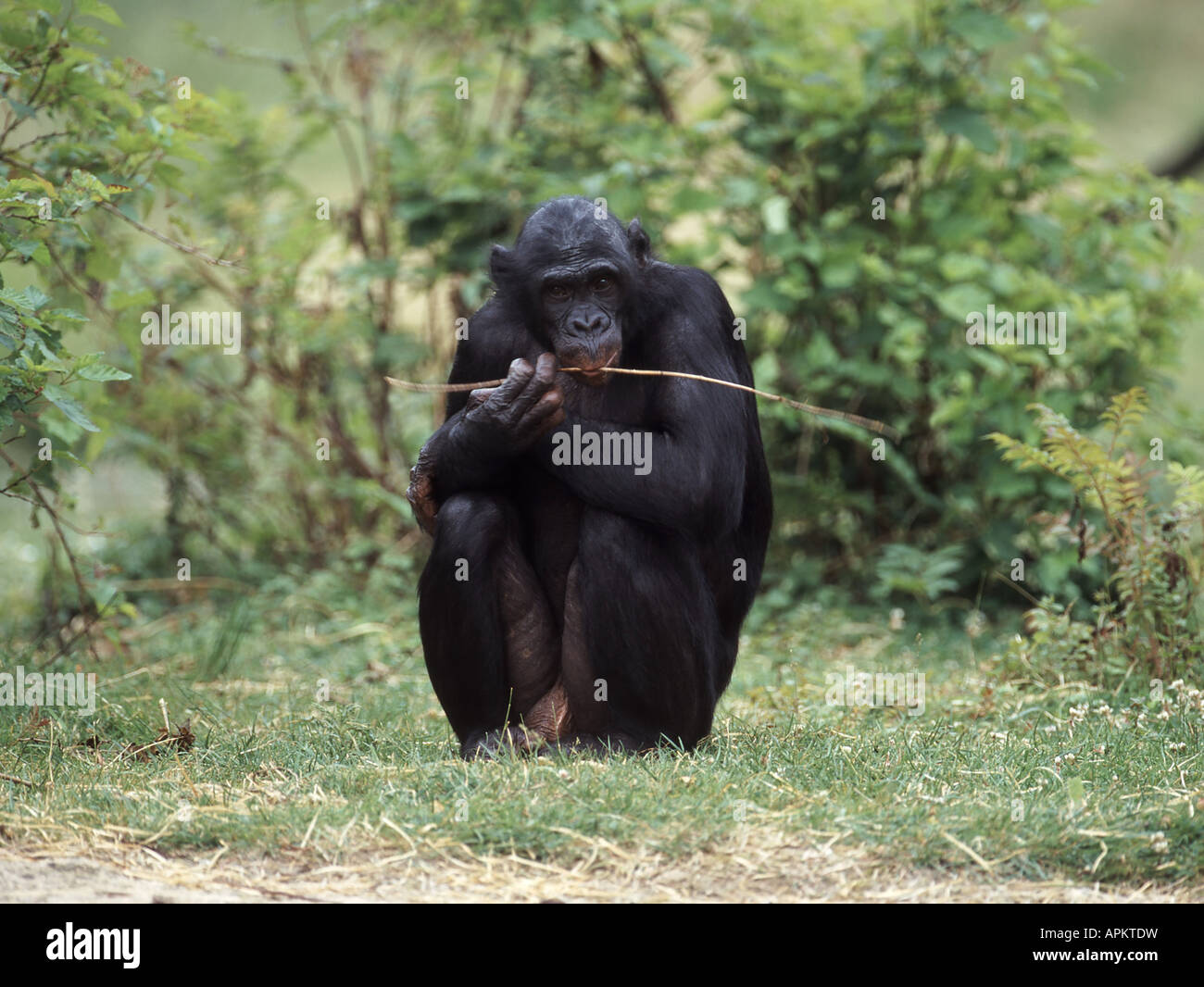 Chimpanzee expressions Banque de photographies et d’images à haute ...