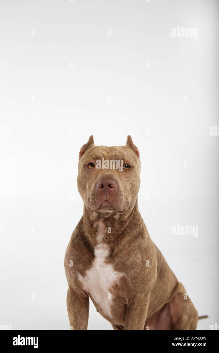Pitbull dog Banque de photographies et d’images à haute résolution - Alamy