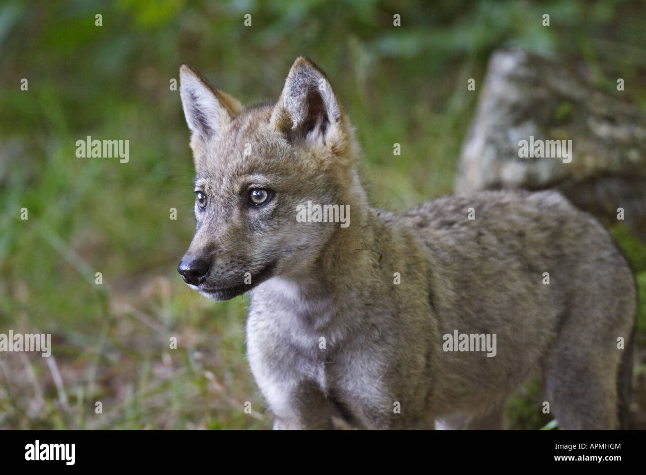 Loup Enfant Banque d'image et photos - Alamy