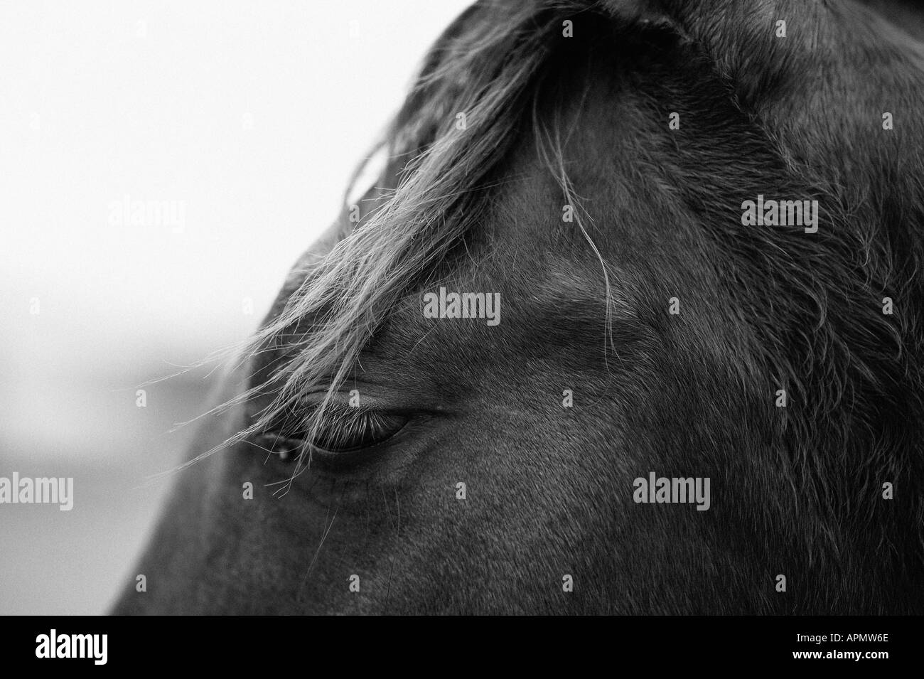 Profil de cheval Banque de photographies et d’images à haute résolution ...
