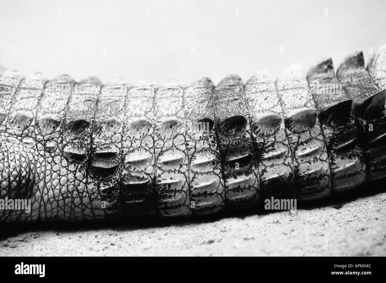 Anatomie de crocodile Banque d'images noir et blanc - Alamy