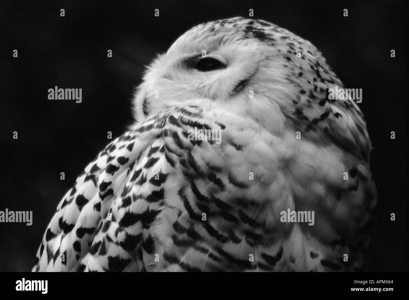 Chouette anatomie Banque d'images noir et blanc - Alamy