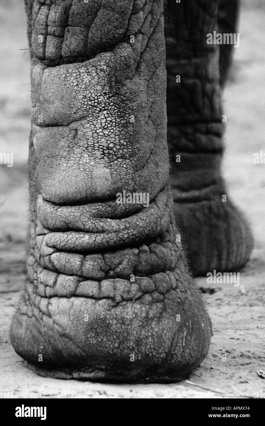 Elephant foot stand Banque de photographies et d’images à haute ...