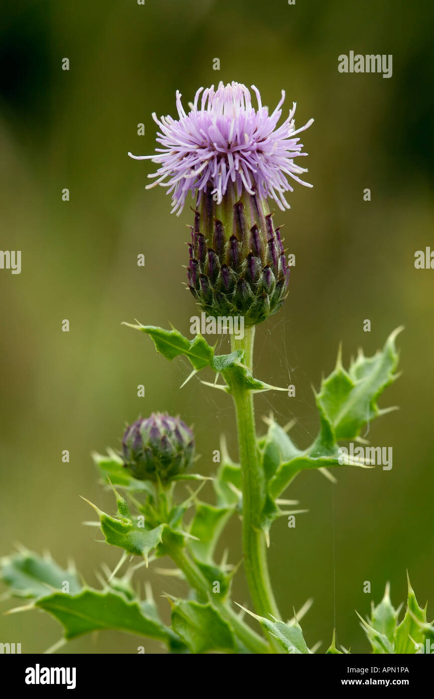 Chardon rampant commun Banque de photographies et d’images à haute ...