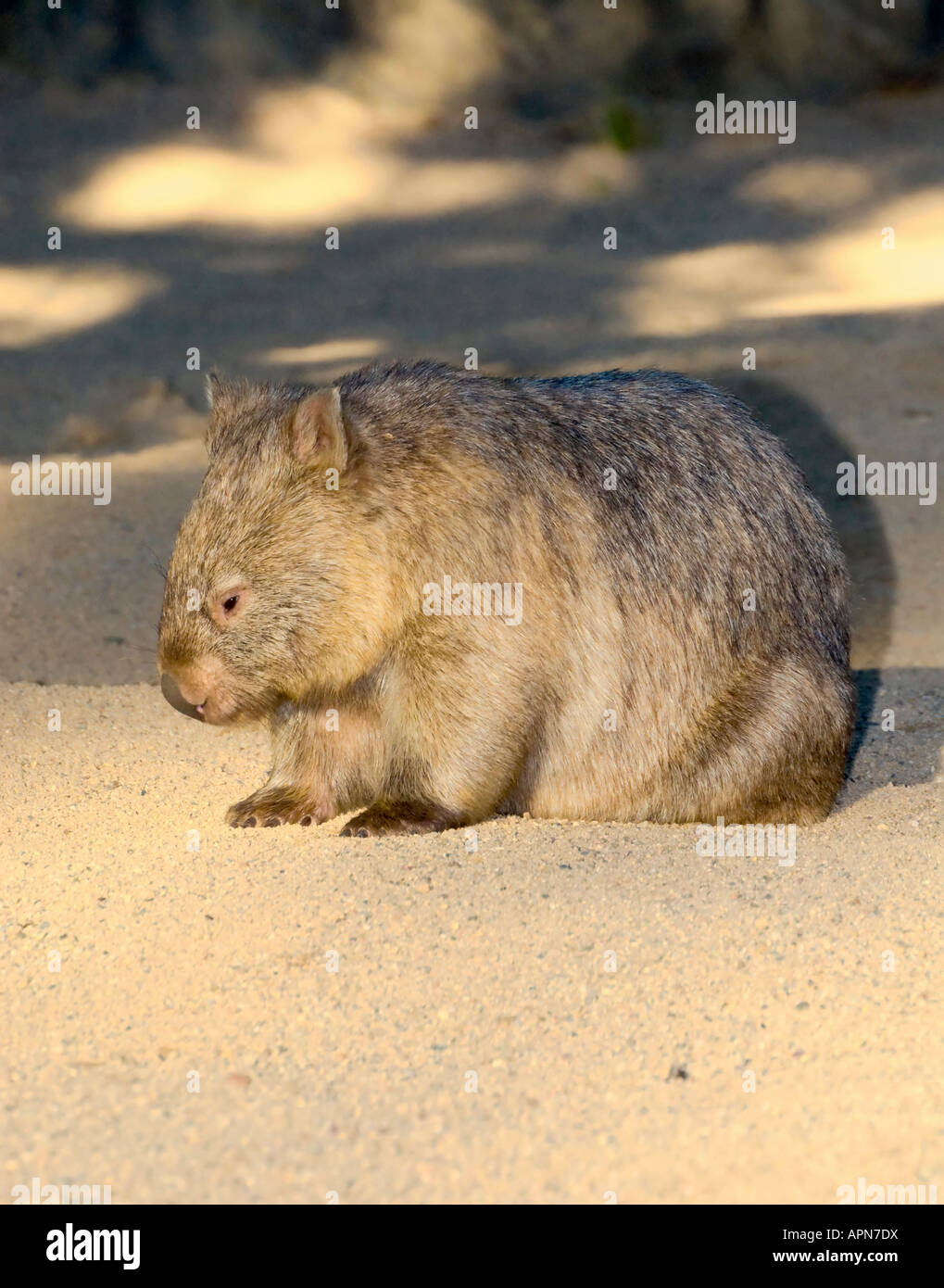 Wombat pouch Banque de photographies et d’images à haute résolution - Alamy