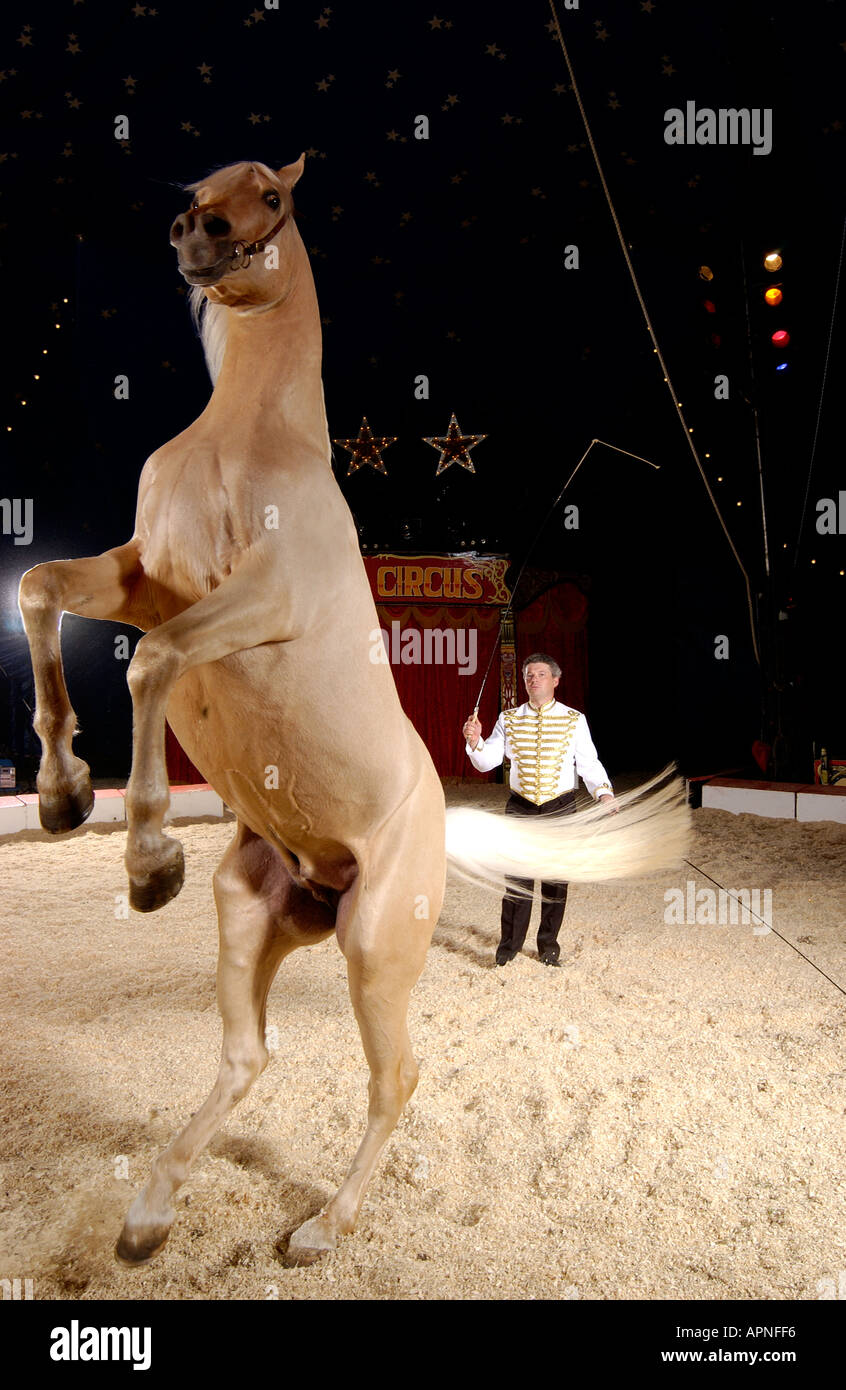 Cheval de cirque Banque de photographies et d’images à haute résolution ...