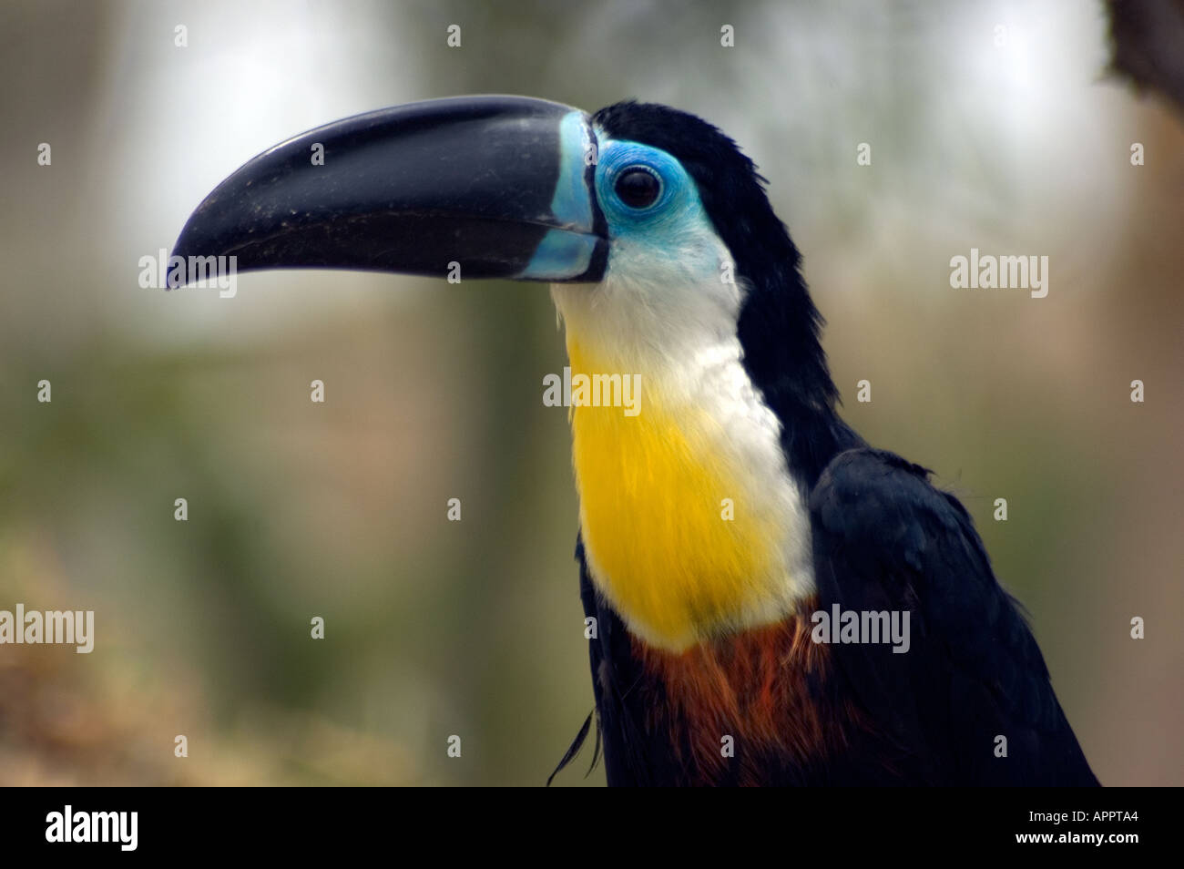Toucan amazon peru Banque de photographies et d’images à haute ...