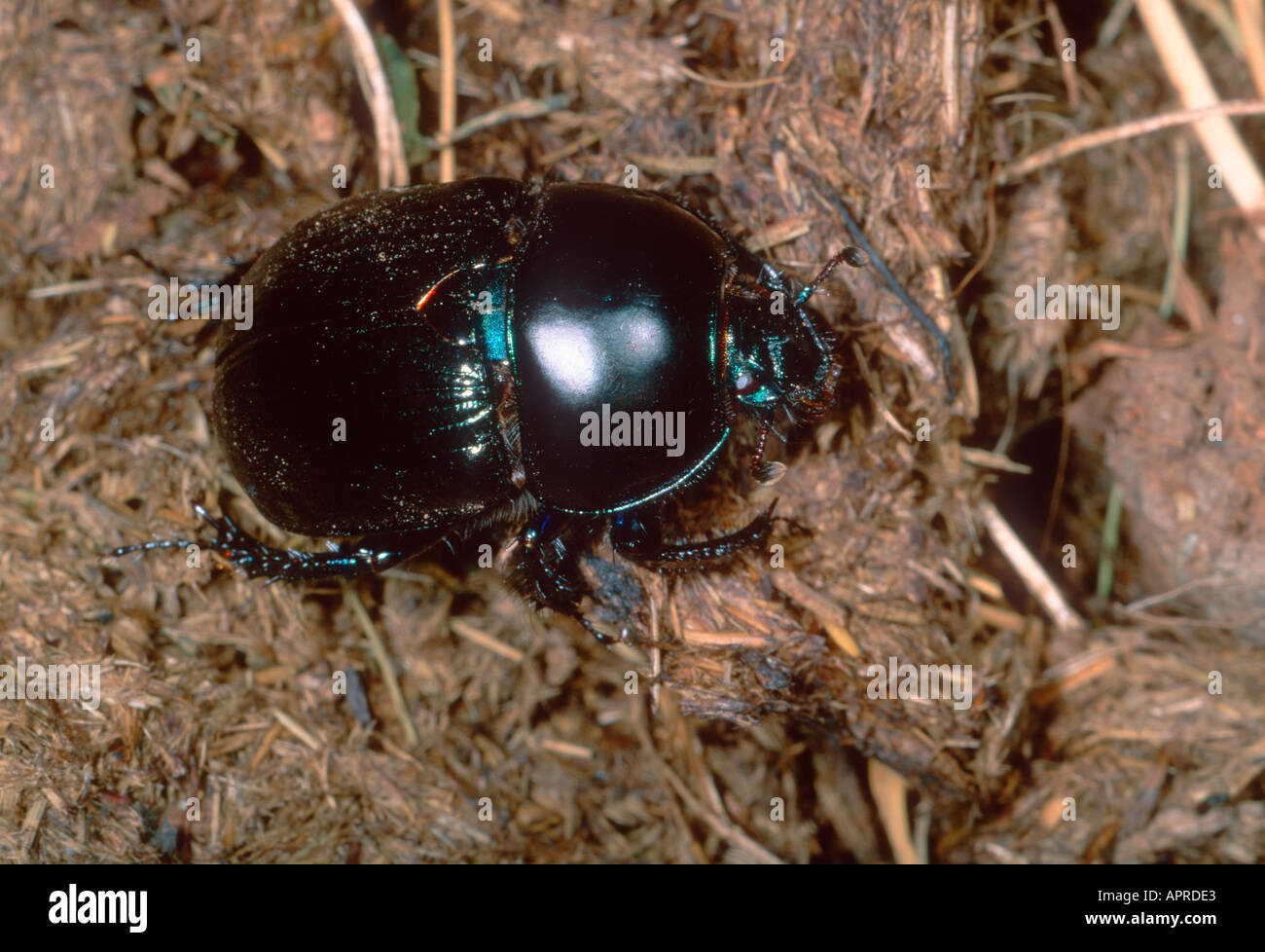 Scarabeus Beetle Banque d'image et photos - Alamy