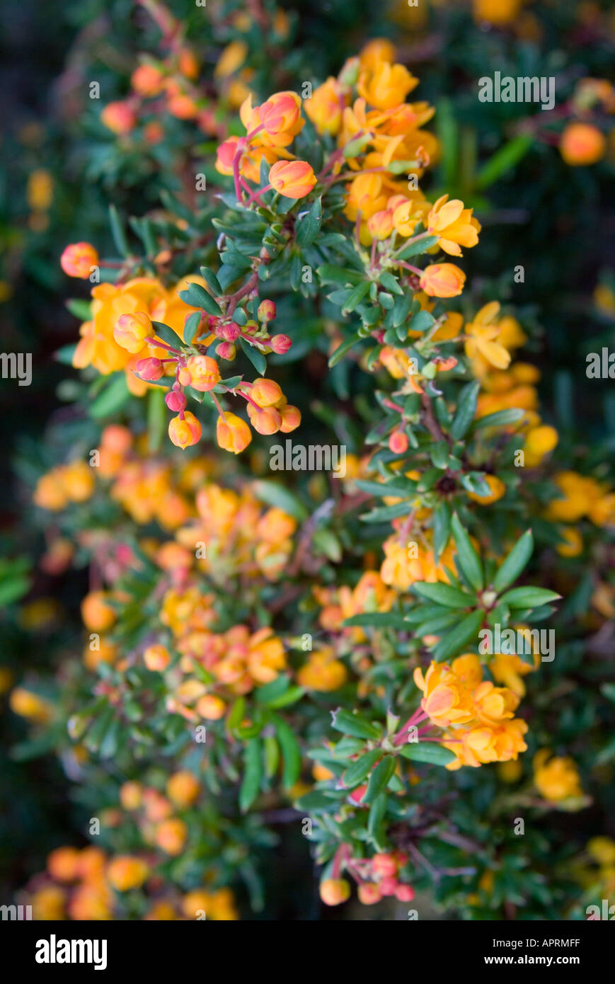 Berberis x stenophylla Banque de photographies et d’images à haute ...