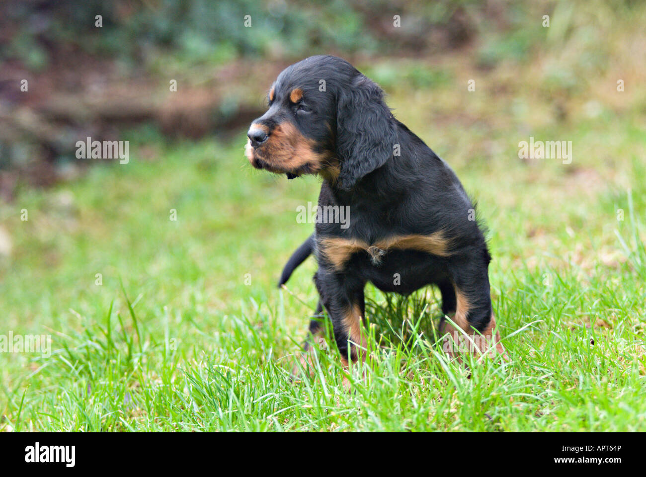 Setter gordon Banque de photographies et d’images à haute résolution ...