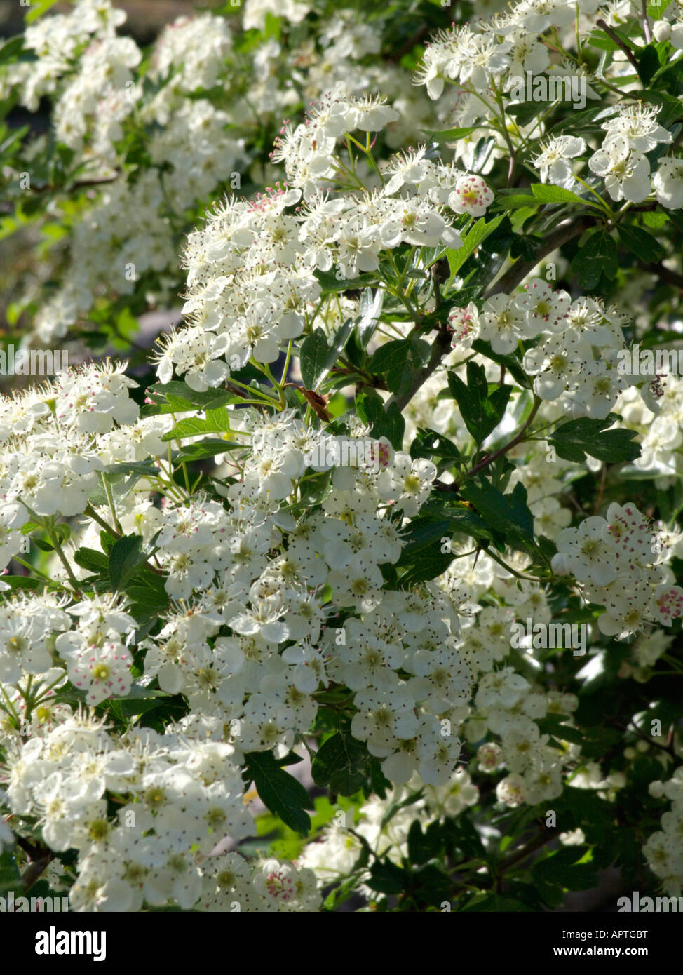 Crataegus monogyna subsp monogyna Banque de photographies et d’images à ...