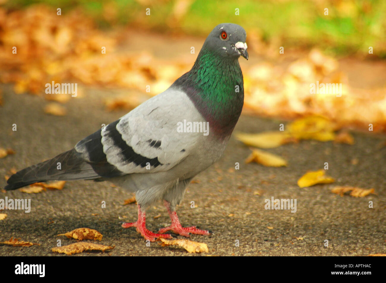 Pigeon voyageur message Banque de photographies et d’images à haute ...