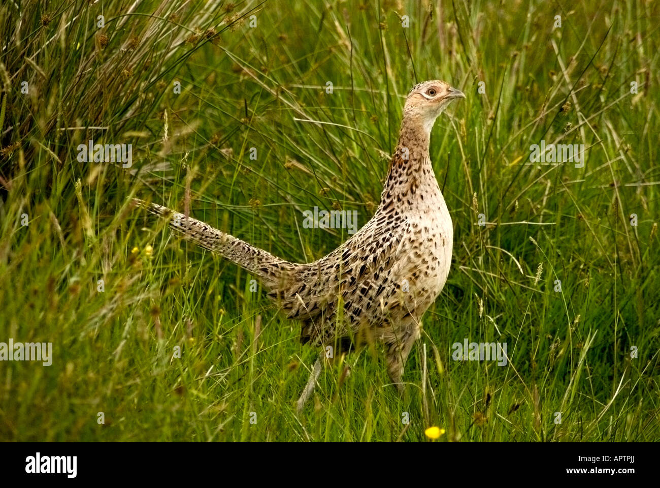 Jeune poule faisan Banque de photographies et d’images à haute ...