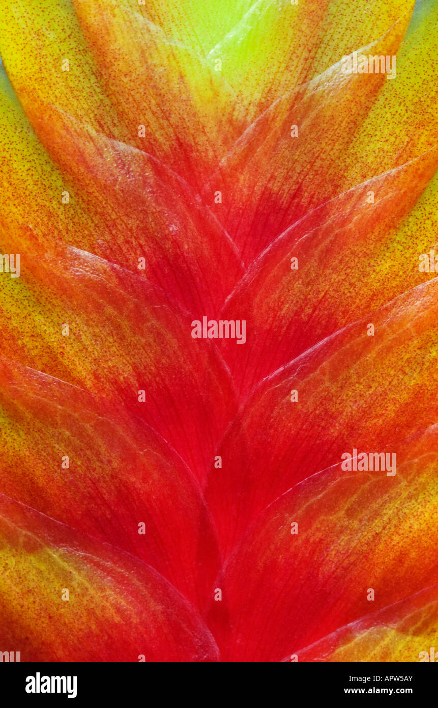 Bromelia jaune Banque de photographies et d’images à haute résolution ...