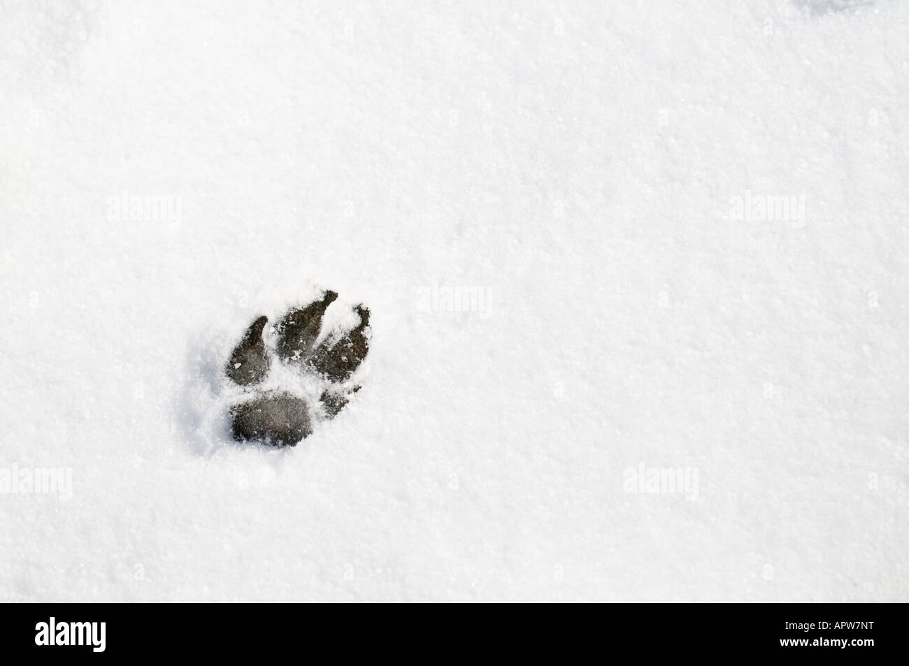 Patte de chien Banque de photographies et d’images à haute résolution ...