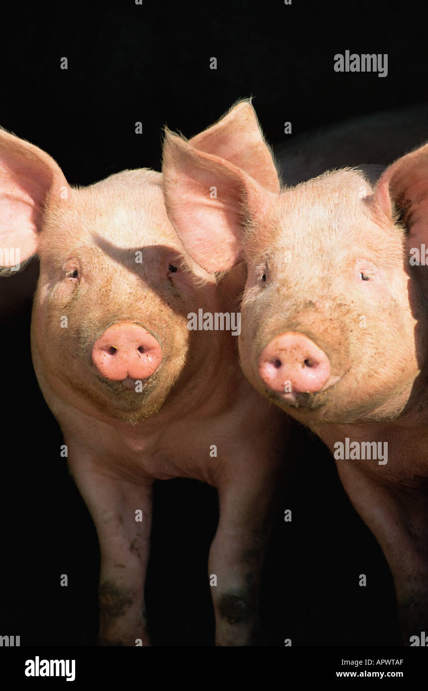 Deux cochons Banque de photographies et d’images à haute résolution - Alamy