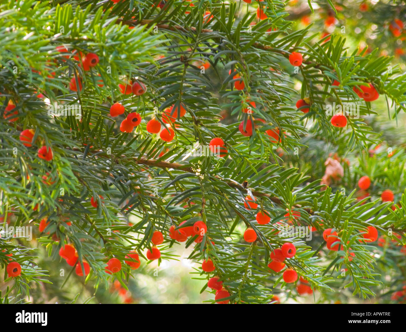 Baies de taxus baccata Banque de photographies et d’images à haute ...