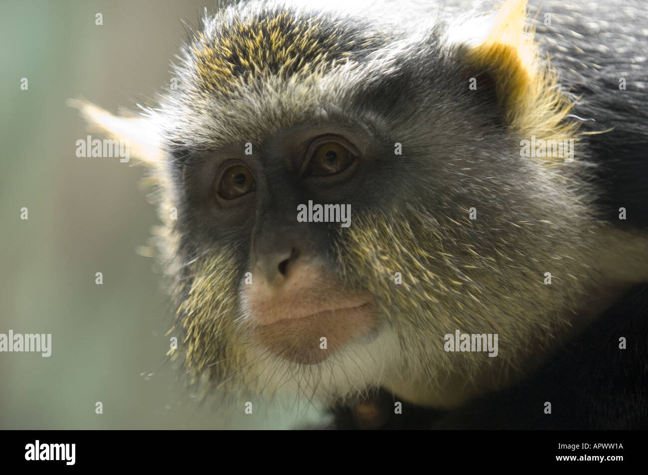 La Guénon est un singe de la forêt africaine celle-ci fait partie d'une ...